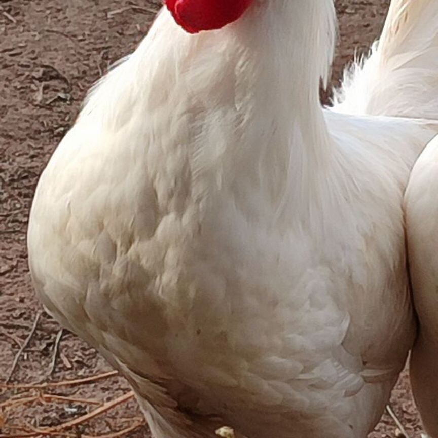 Петухи Белый Легорн