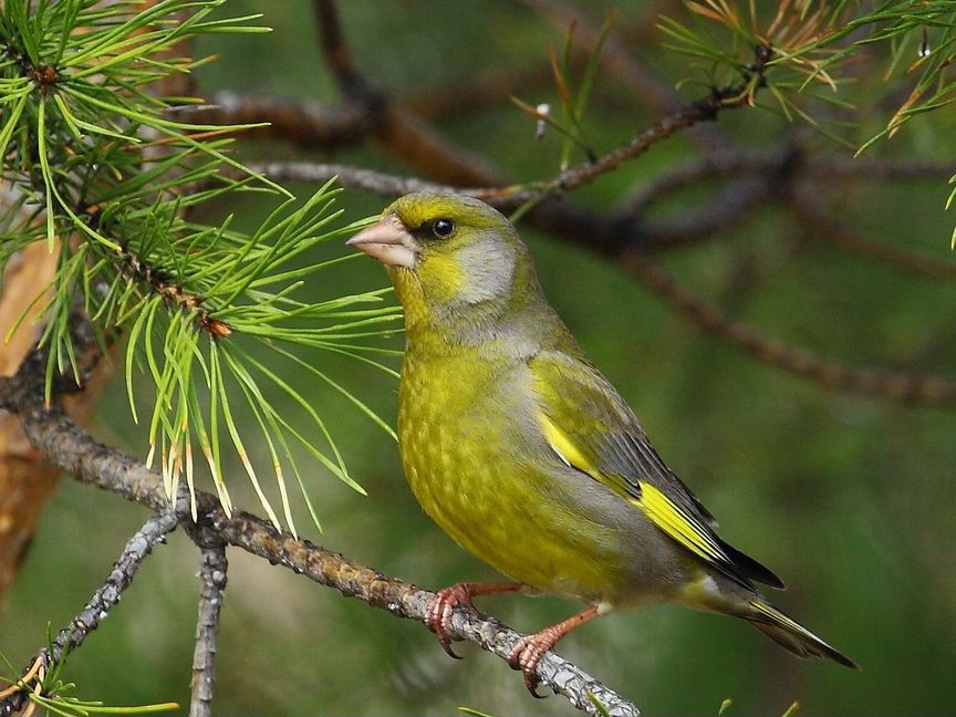 Певчие лесные птицы