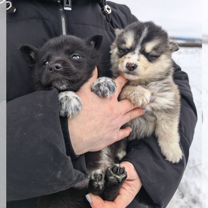 Щенок в добрые руки