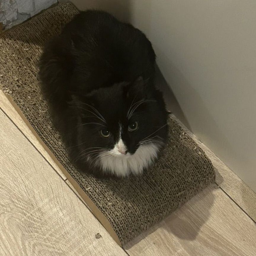 Взрослый кот в добрые руки