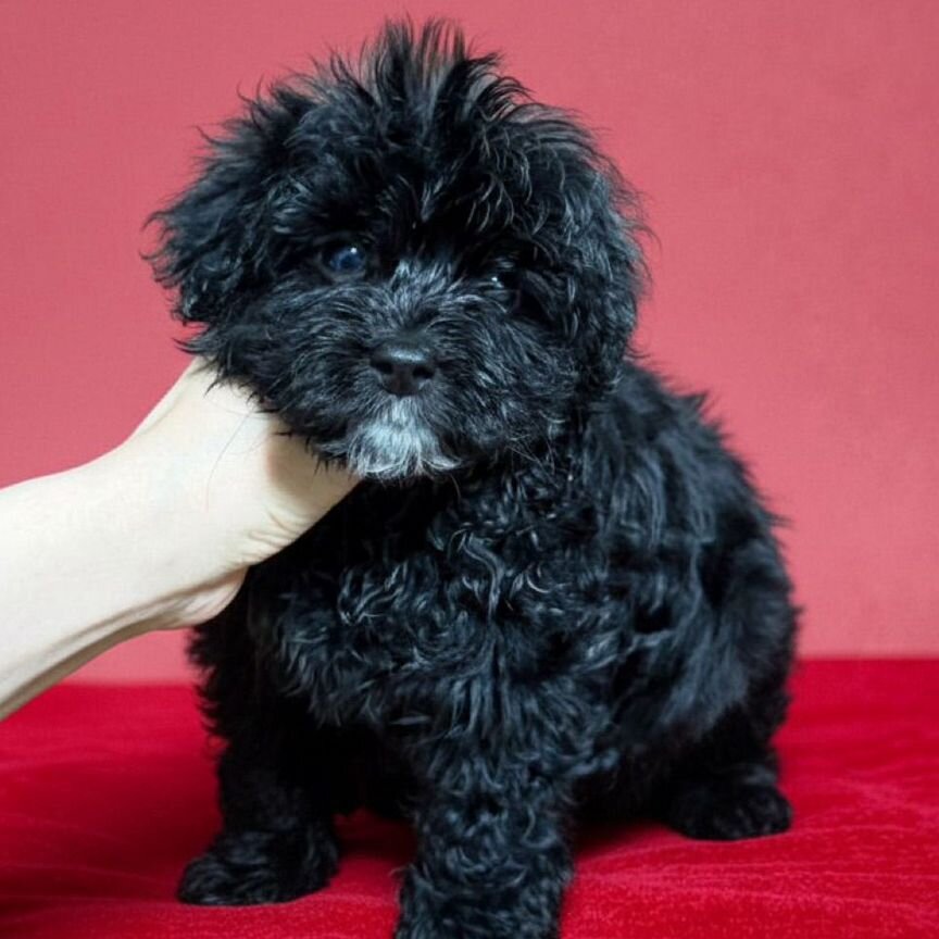 Мальтипу, щенок