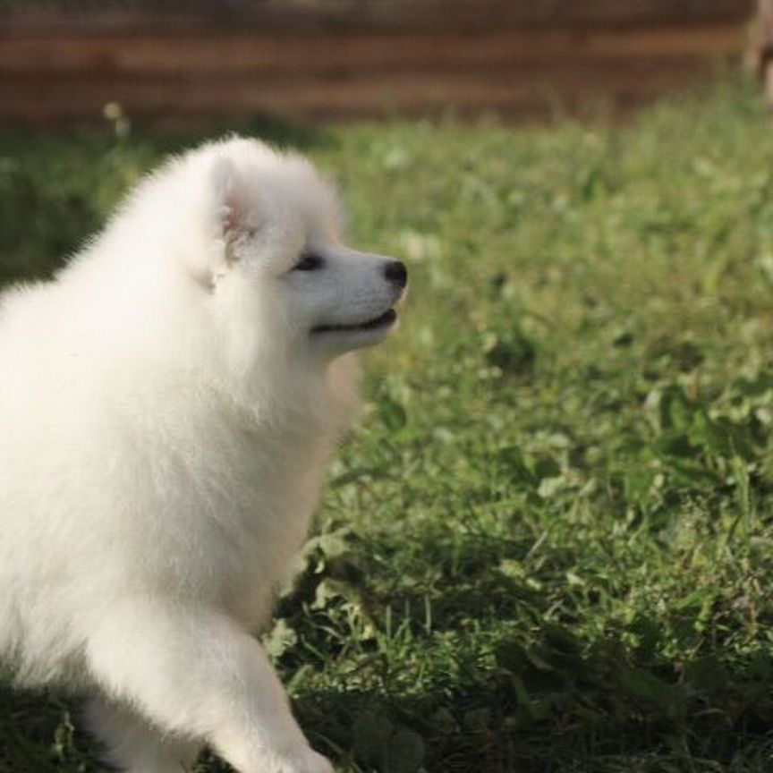 Щенки самоеда