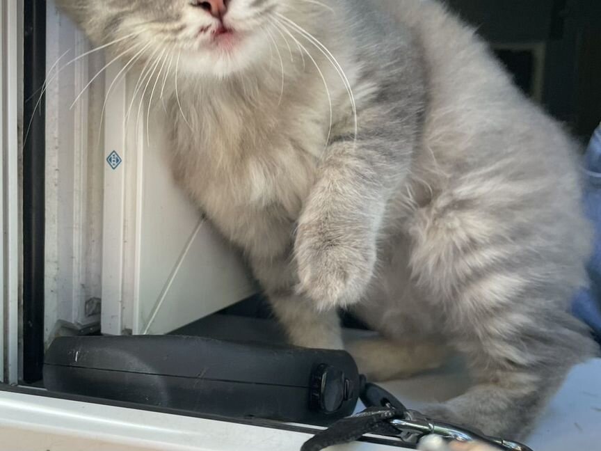 Кошка