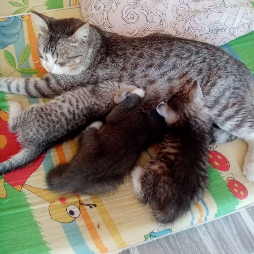 Котята в добрые руки