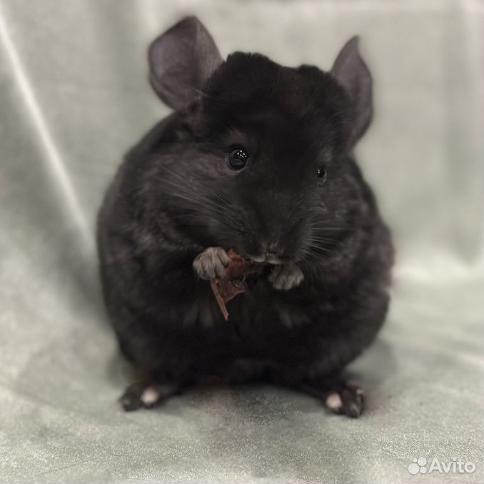 Шиншилла Эбони