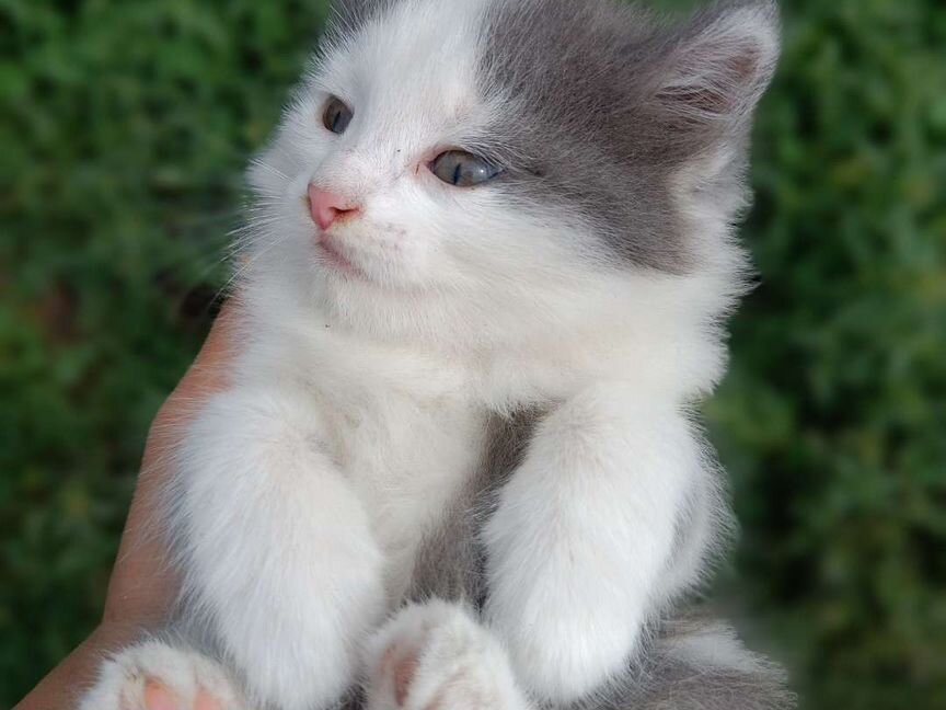 Котенок и молодая кошка в добрые руки