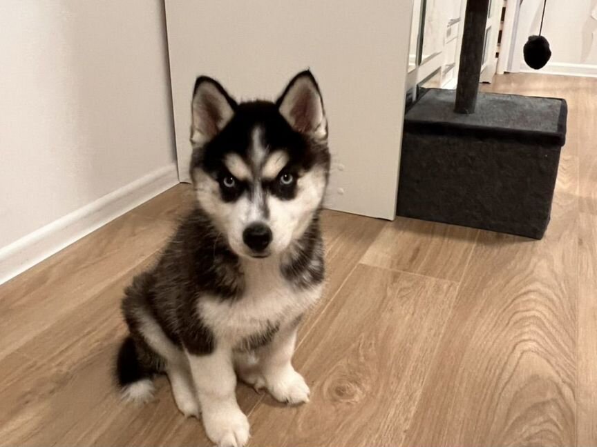 Щенки сибирской хаски