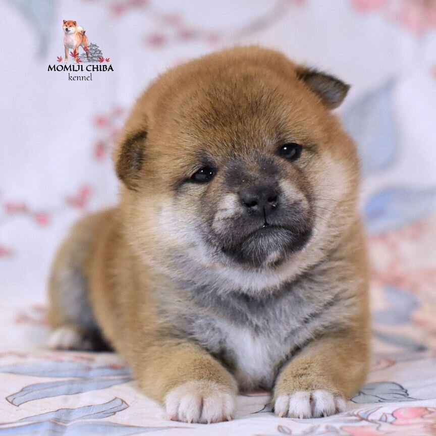 Мальчик и девочка сиба ину