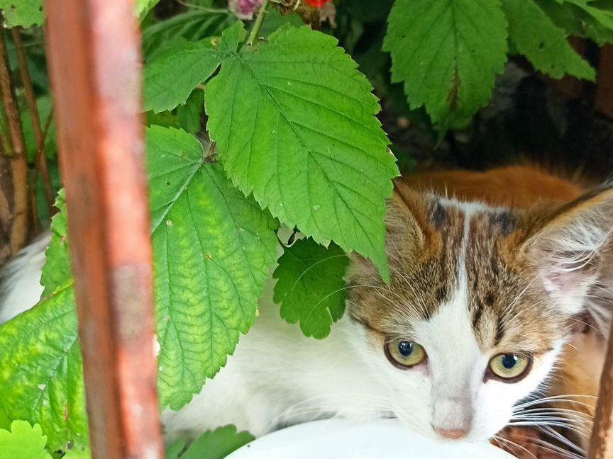 Котенок девочка в добрые руки