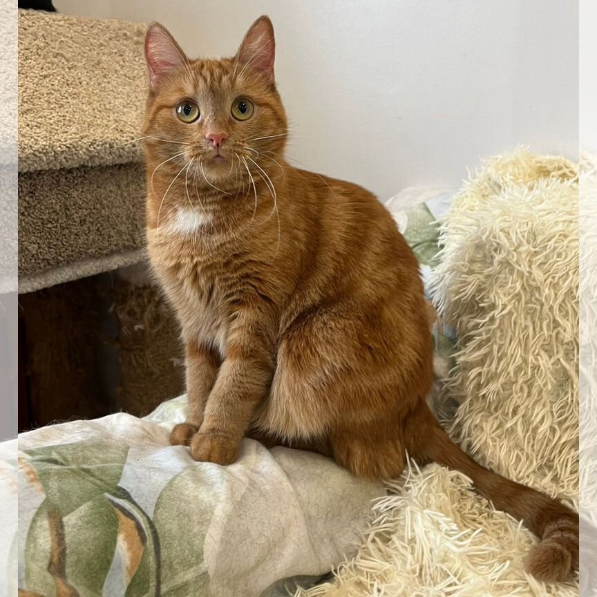 Взрослая кошка в добрые руки