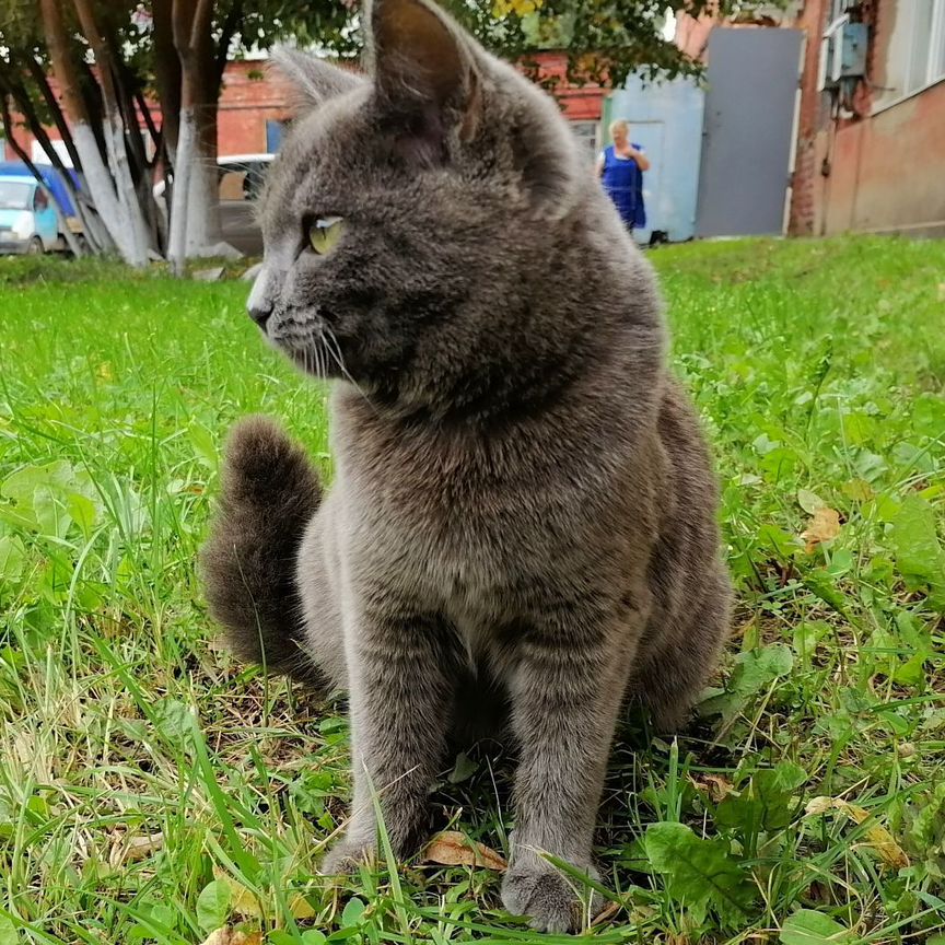 Кошечку отдам в добрые руки