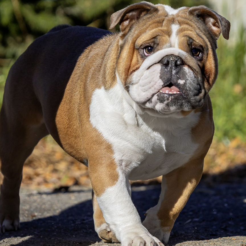 Английский бульдог, взрослая собака