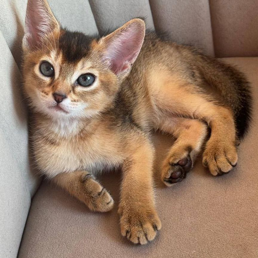 Абиссинский котёнок