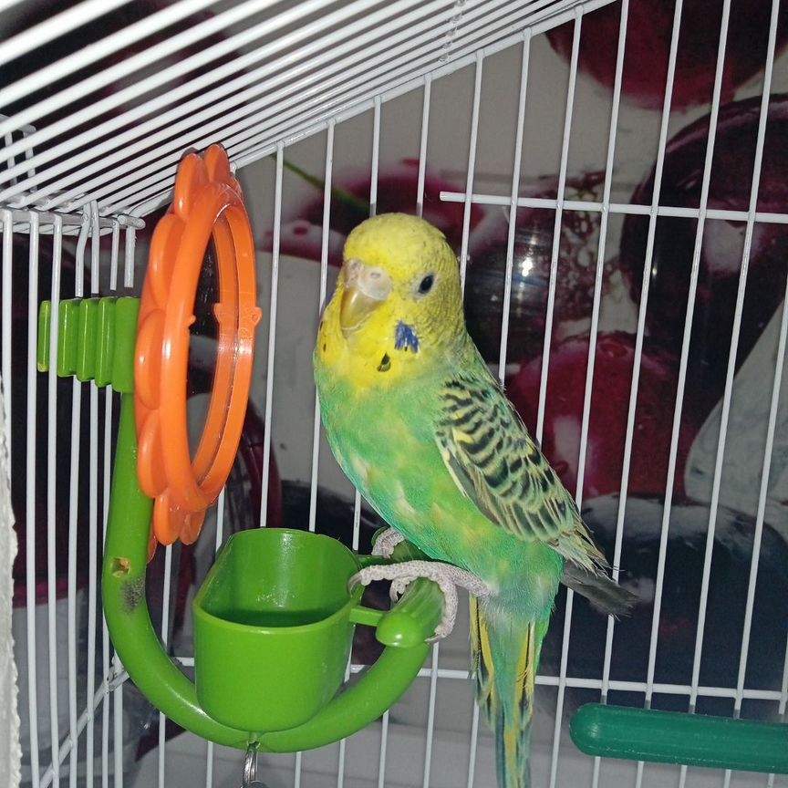 Попугай волнистый 3 месяца с клеткой
