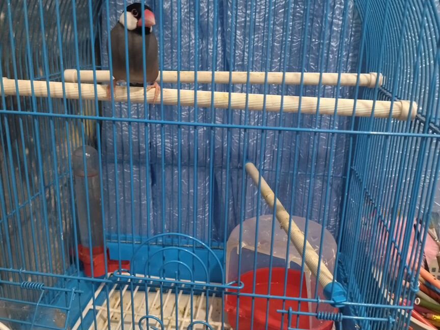 Рисовый Амадин