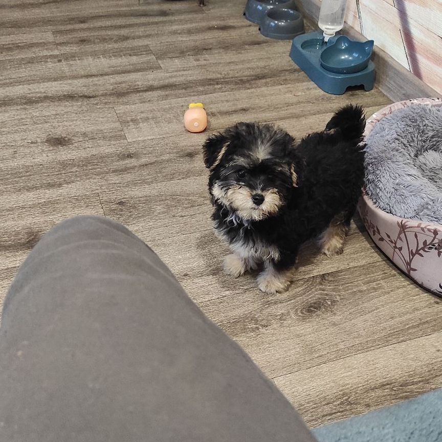 Мальтипу девчонка подрощенная