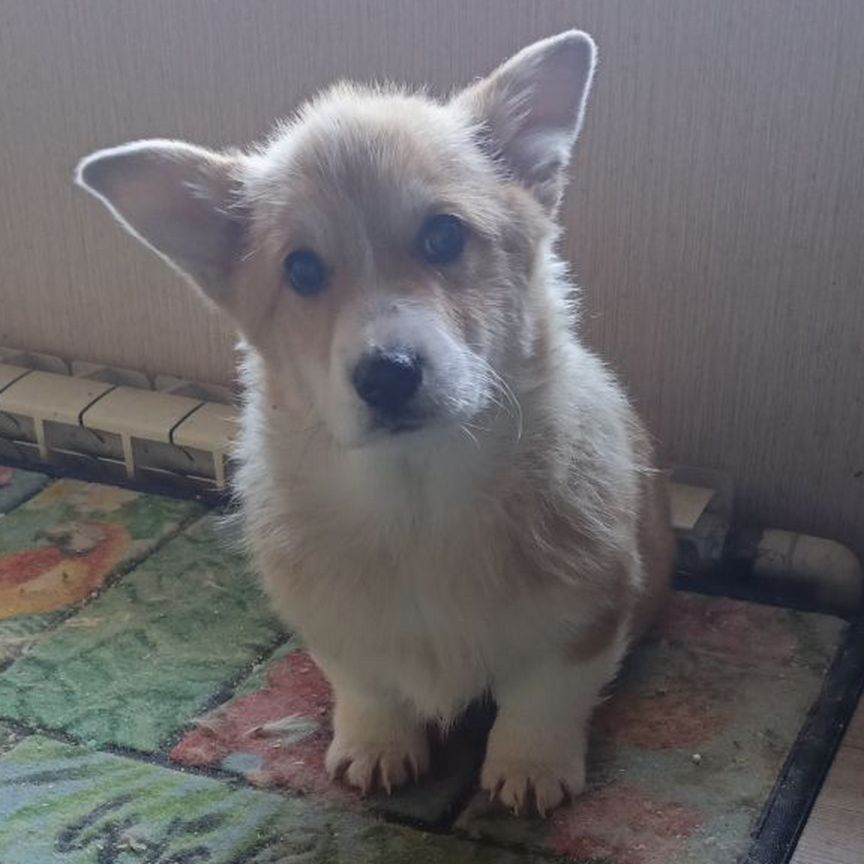 Вельш Корги Пемброк, вязка