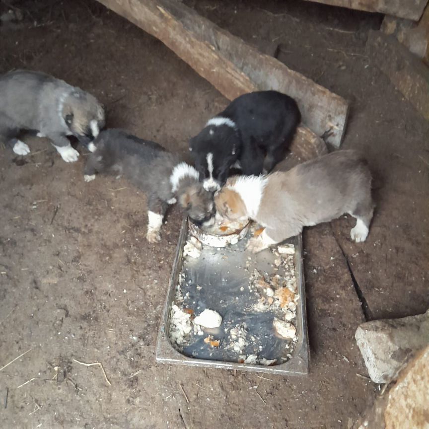 Щенки кавказец