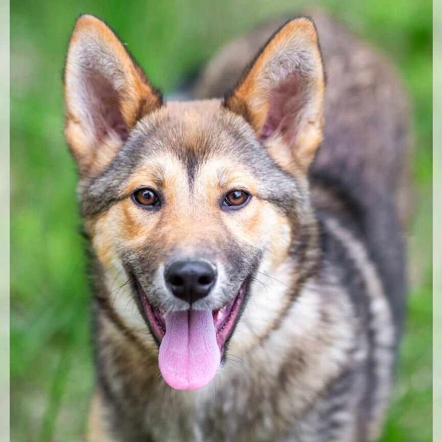 Взрослая собака в добрые руки