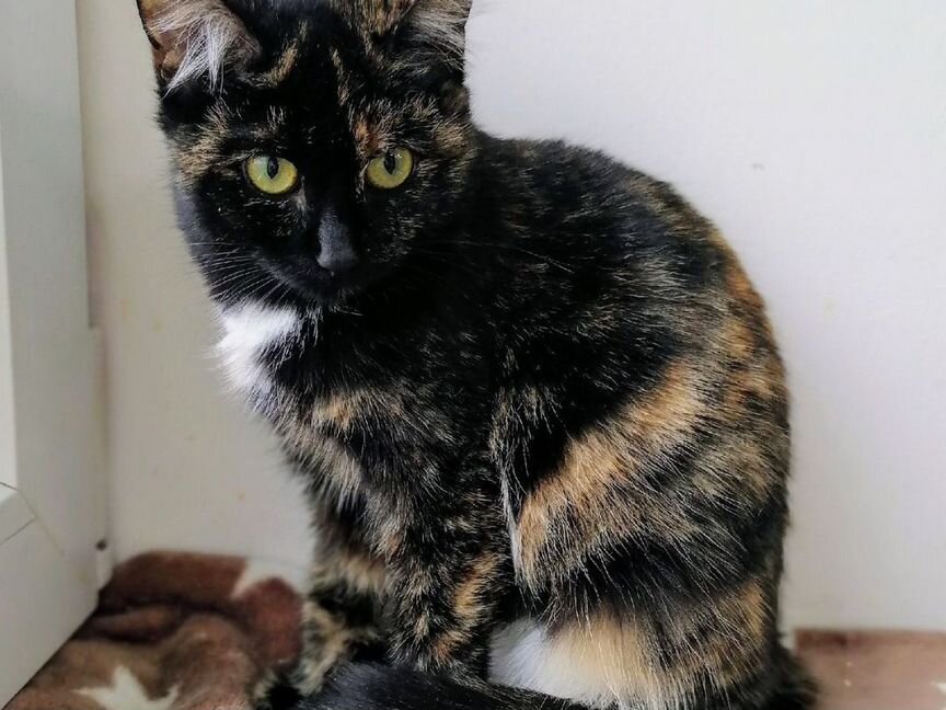 Котята
