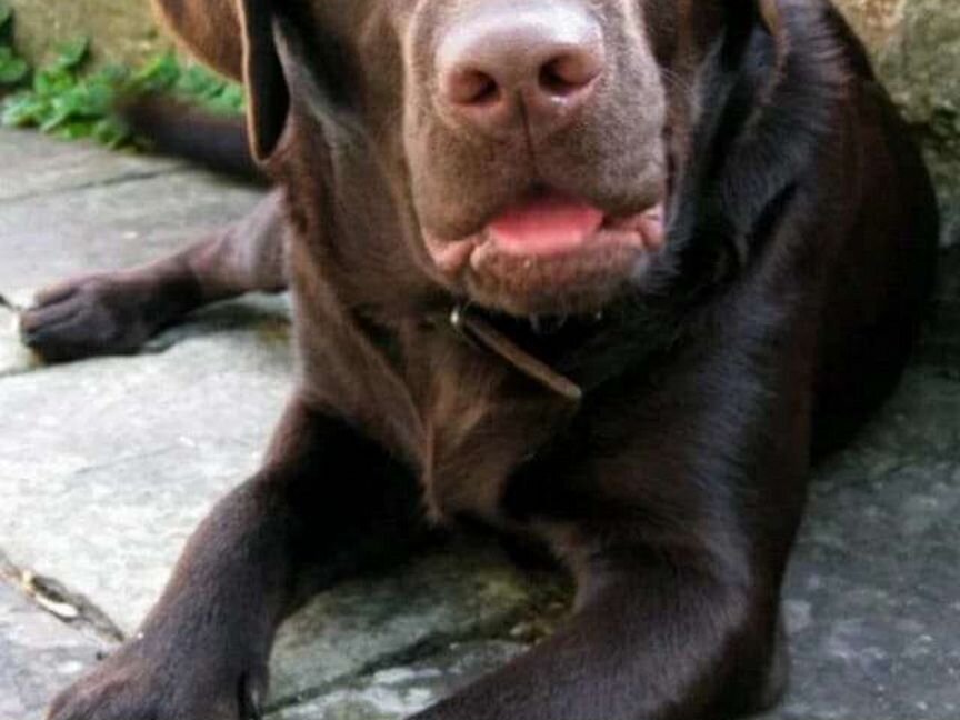 Лабрадор. Вязка