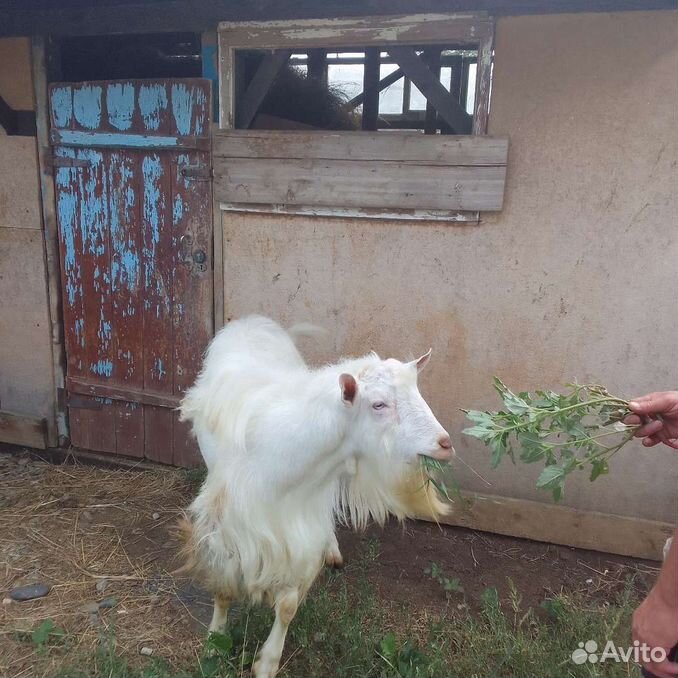 Козел зааненский