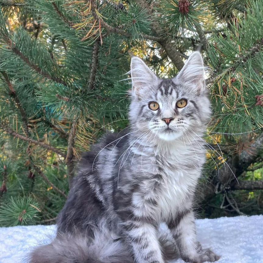 Котята мейн-кун