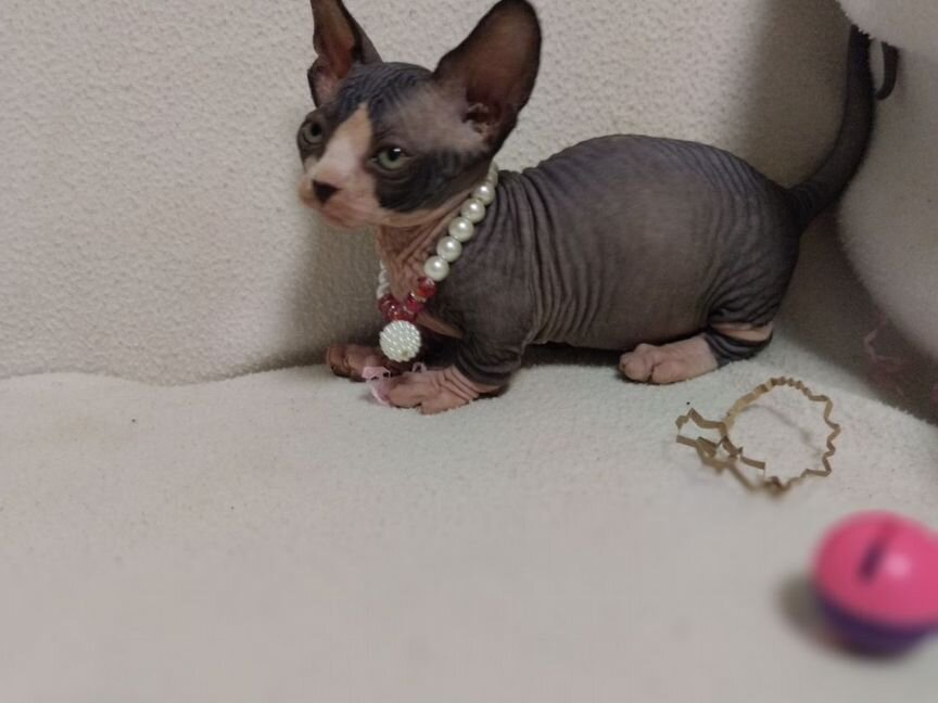 Бамбино девочка огонь