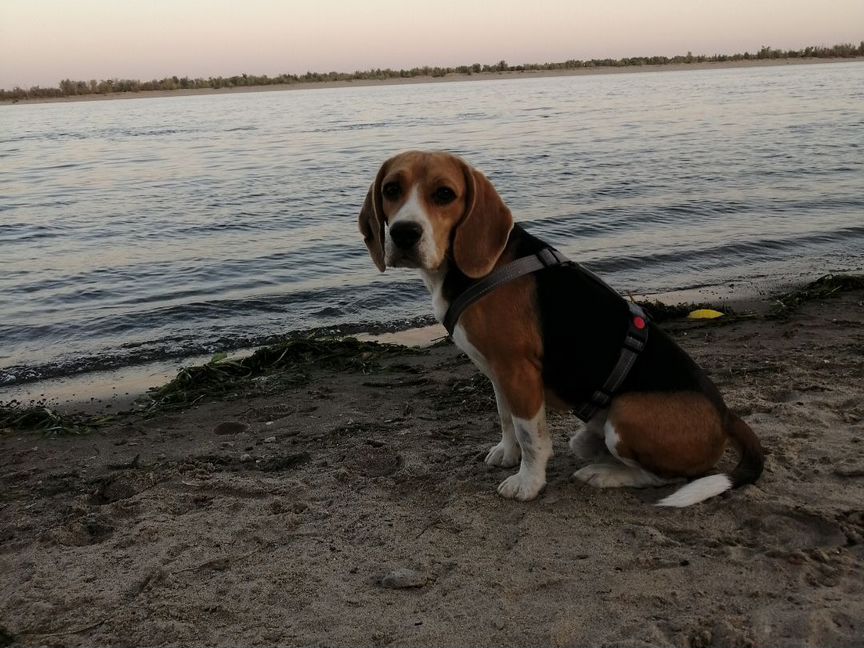 Бигль кобель