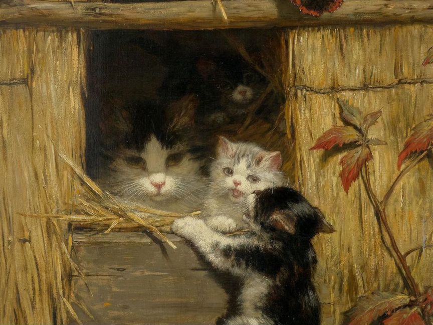 Котята