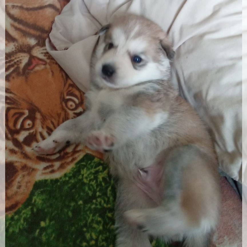 Сибирский хаски, щенок