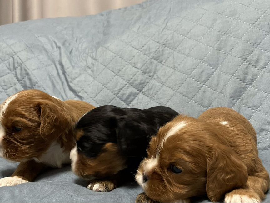 Кавалер кинг чарльз спаниель