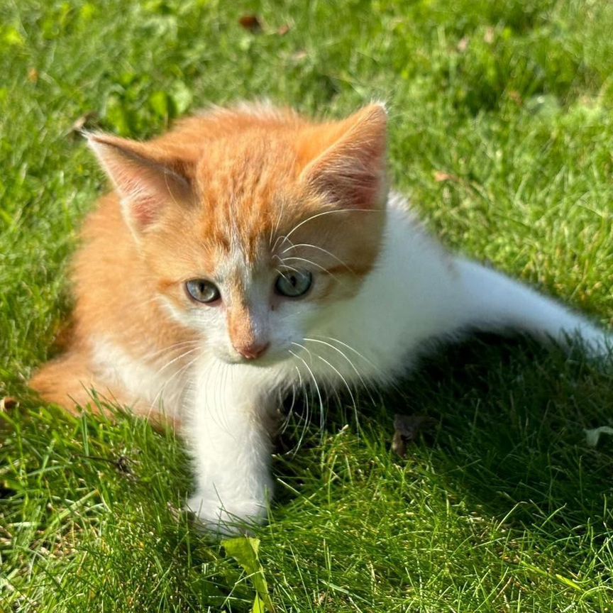 Европейский короткошёрстный котёнок