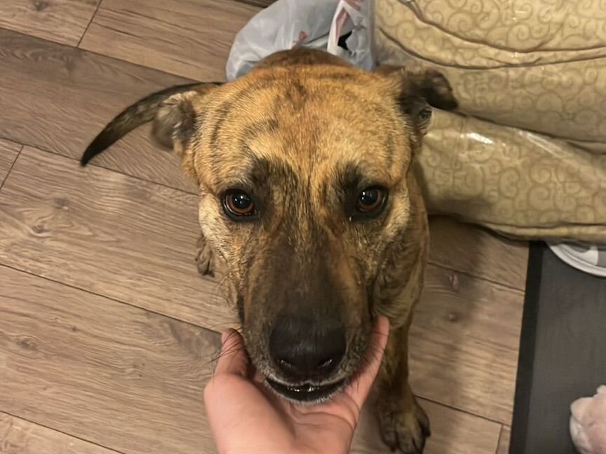 Нашли собаку