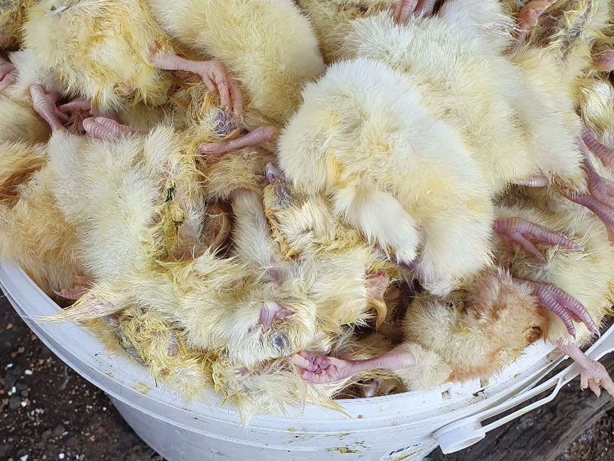 Цыплята суточные на корм животным.Есть заморозка