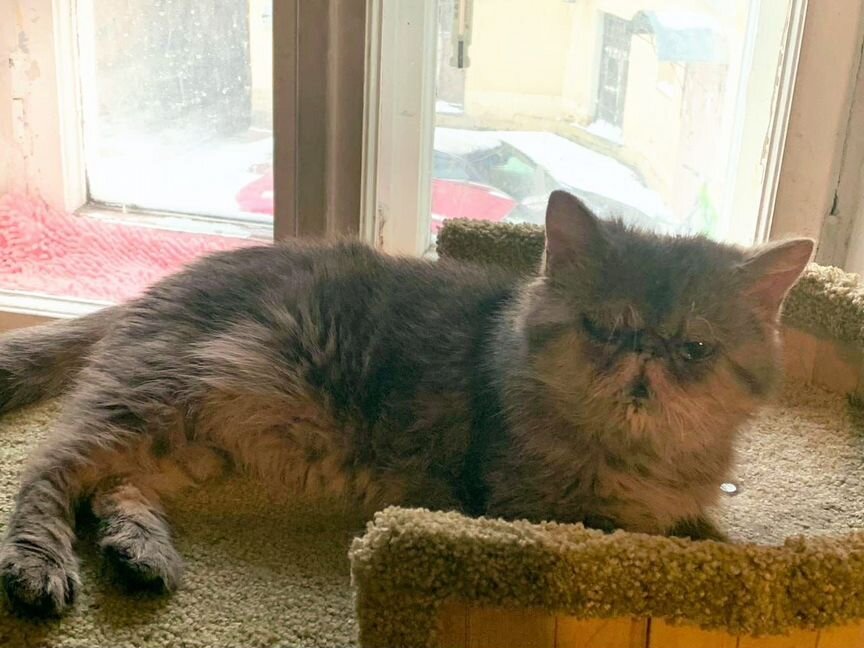 Кот экзот ласковый на доживание