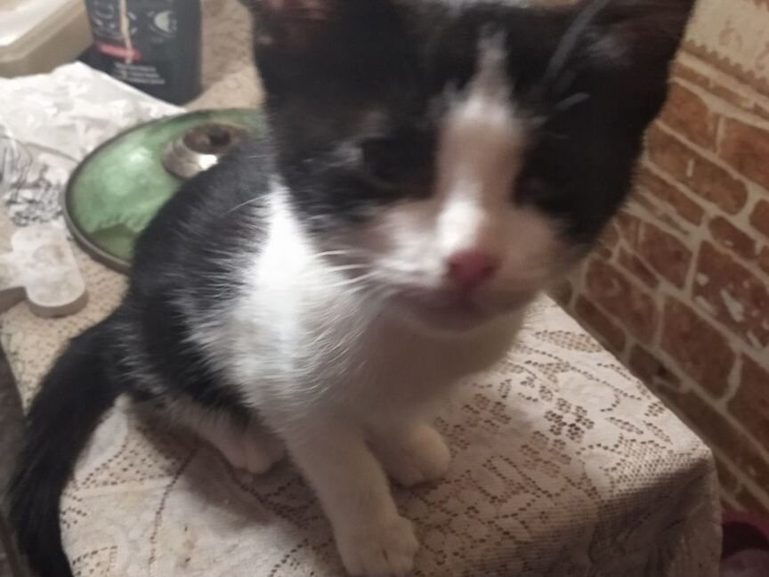 Котята 2 месяца