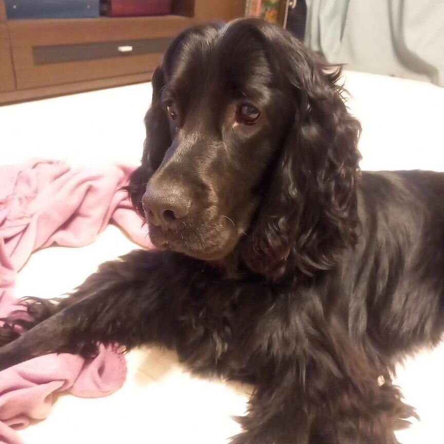 Отдам собаку в добрые руки