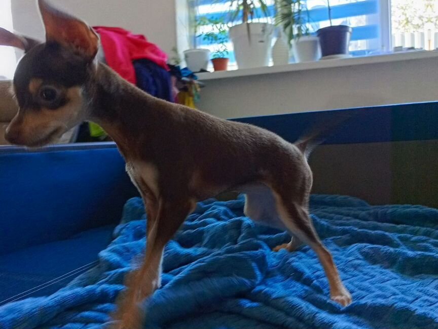 Той-терьер щенок