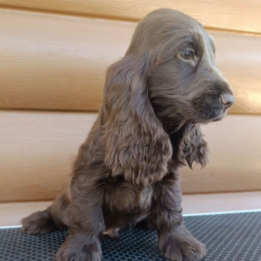 Шоколадный мальчик английского кокер спаниеля. РКФ