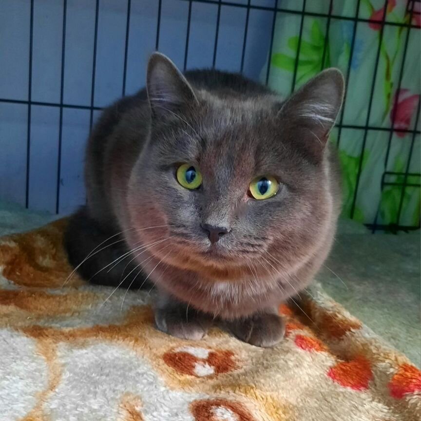 Котик Британец в Добрые руки (10мес.)