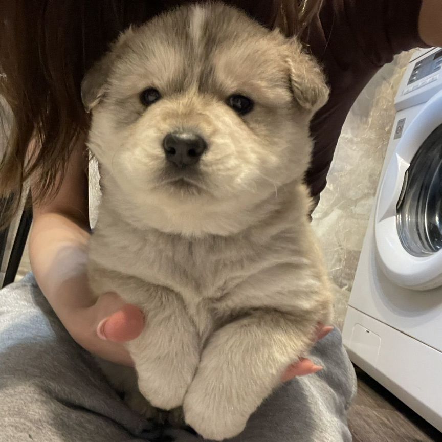 Сибирский хаски, щенок