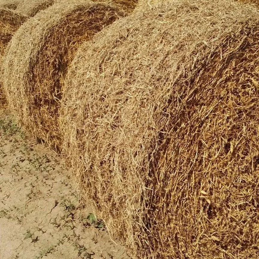 Солома гороховая