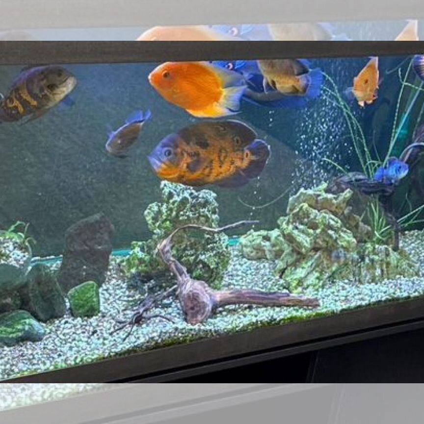 Американские цихлиды