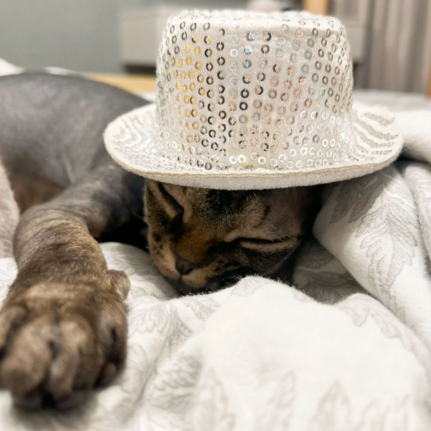 Котенок породы девон-рекс