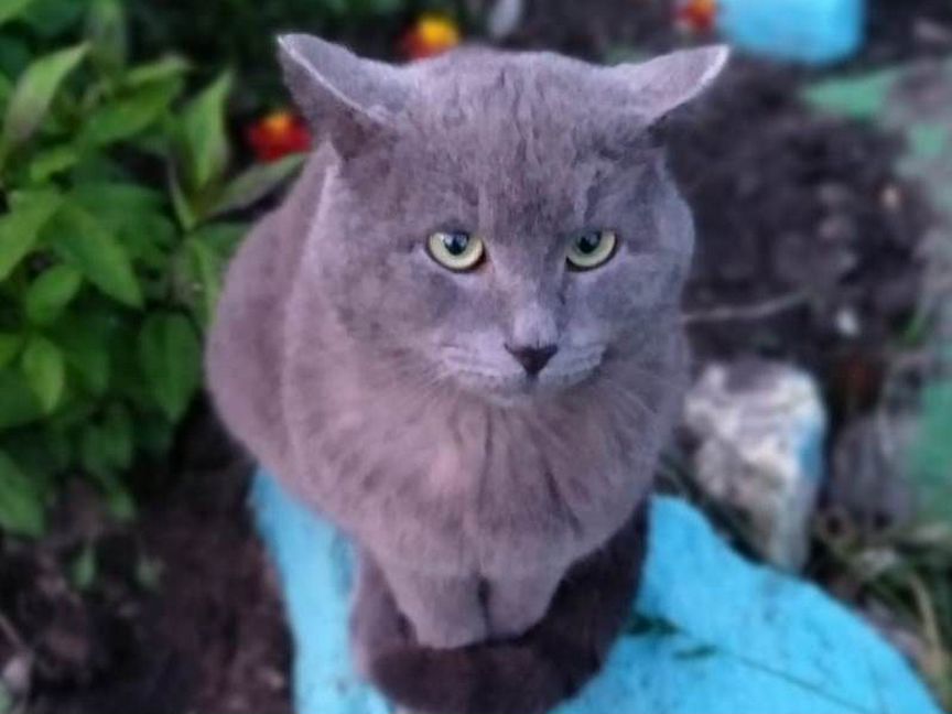 Котик-красавчик ищет семью