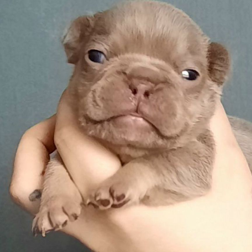 Французский бульдог, щенок