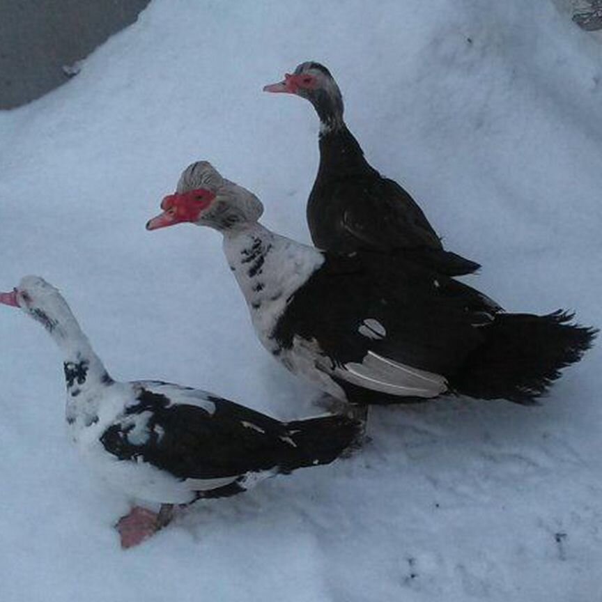 Индоселезень