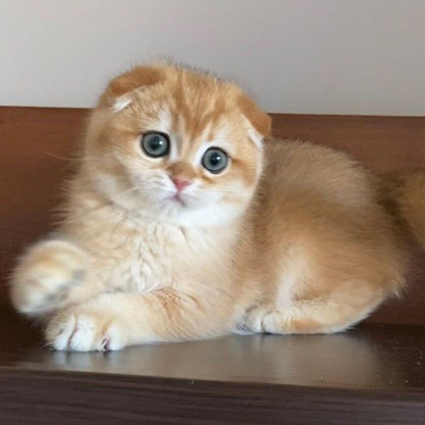 Шотландский вислоухий короткошёрстный котёнок