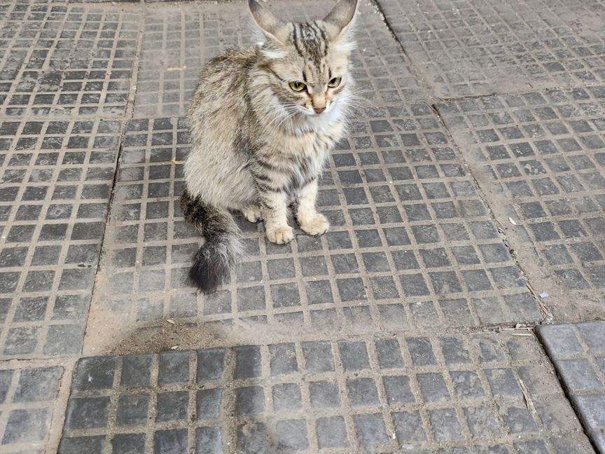 Кошечка Муся